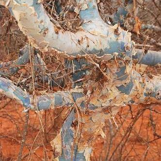 Commiphora Africana - African Myrrh - 3 Seed Pack | Online Seed Store