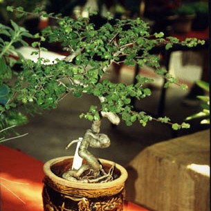 Commiphora Africana - African Myrrh Bonsai + Bonsai EBook - 3 Seed Pack ...