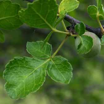 Commiphora Africana - African Myrrh - 3 Seed Pack | Online Seed Store