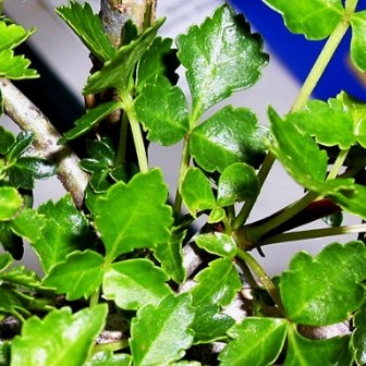 Commiphora Africana - African Myrrh - 3 Seed Pack | Online Seed Store