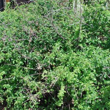 Commiphora Africana - African Myrrh - 3 Seed Pack | Online Seed Store