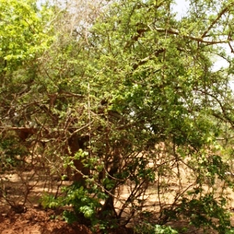 Commiphora Africana - African Myrrh - 3 Seed Pack | Online Seed Store