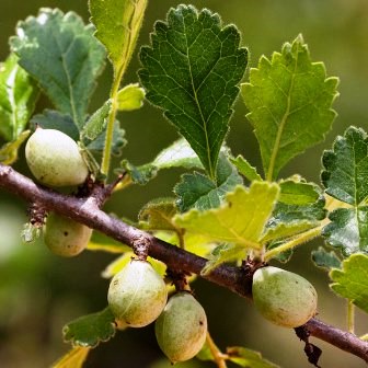 Commiphora Africana - African Myrrh - 3 Seed Pack | Online Seed Store