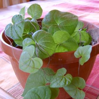 Dioscorea Rupicola - 5 Seed Pack | Online Seed Store