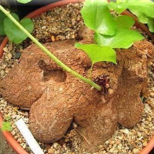 Dioscorea Sylvatica - Elephant´s Foot; Ingwevu, Ufudu – Intelezi ...