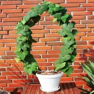 Dioscorea Sylvatica - Elephant´s Foot; Ingwevu, Ufudu – Intelezi ...