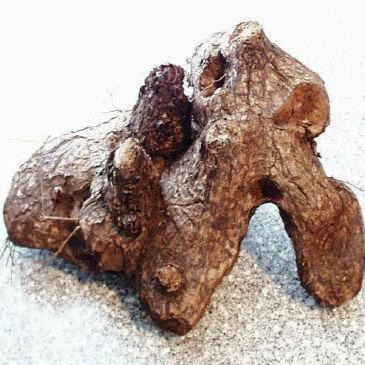 Dioscorea Sylvatica - Elephant´s Foot; Ingwevu, Ufudu – Intelezi ...