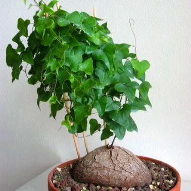Dioscorea Sylvatica - Elephant´s Foot; Ingwevu, Ufudu – Intelezi ...