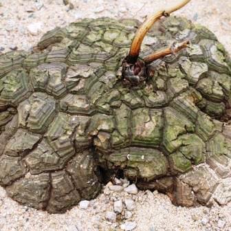Dioscorea Sylvatica - Elephant´s Foot; Ingwevu, Ufudu – Intelezi ...
