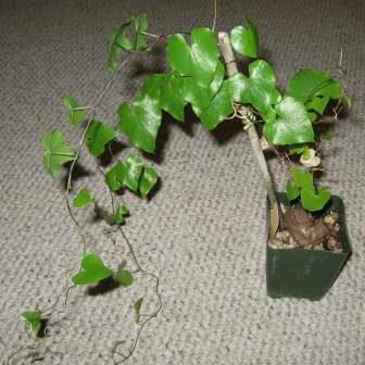 Dioscorea Sylvatica - Elephant´s Foot; Ingwevu, Ufudu – Intelezi ...