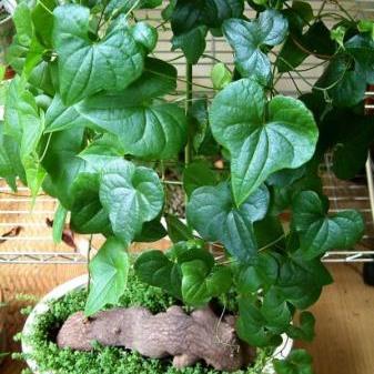 Dioscorea Sylvatica - Elephant´s Foot; Ingwevu, Ufudu – Intelezi ...