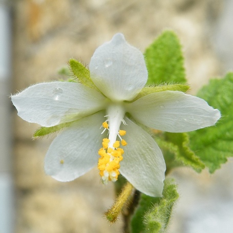 Hibiscus Fuscus (Hibiscus Gossypinus) - 5 Seed Pack | Online Seed Store