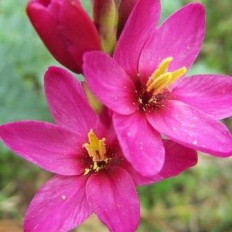 Ixia Divaricata - 5 Seed Pack | Online Seed Store