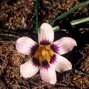 Romulea Hallii - 5 Seed Pack | Online Seed Store