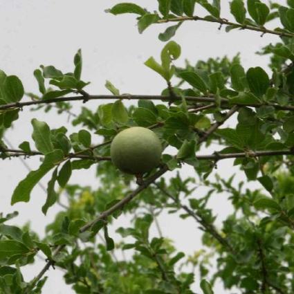 Strychnos Madagascariensis - Black Monkey Orange; Swartklapper ...