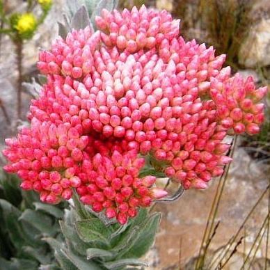 Syncarpha Milleflora - 5 Seed Pack | Online Seed Store