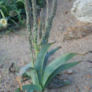Trachyandra Falcata - Bokkool, Hotnotskool, Veldkool - 5 Seed Pack ...