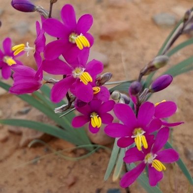 Ixia Curvata - Roggeveld Kalossie - 5 Seed Pack | Online Seed Store