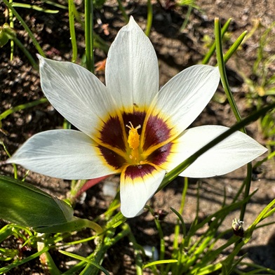 Romulea Barkerae - 5 Seed Pack | Online Seed Store