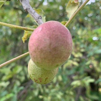 Commiphora Edulis Subsp Edulis (Commiphora Chlorocarpa) - Rough-leaved ...