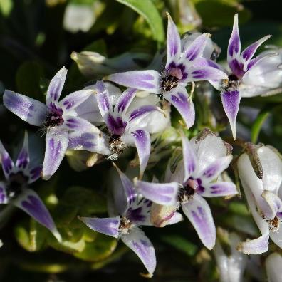 Cyphia Crenata (Lobelia Crenata) - Little Baroe - 5 Seed Pack | Online ...