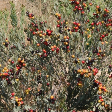 Euclea Acutifolia - Fynbos Guarri - 5 Seed Pack | Online Seed Store