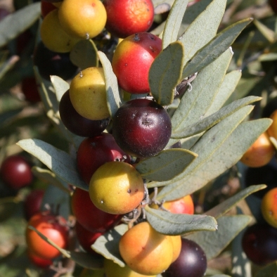 Euclea Acutifolia - Fynbos Guarri - 5 Seed Pack | Online Seed Store