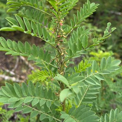 Indigofera Arrecta (Indigofera Scopa) - Natal Indigo, African Indigo ...