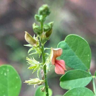 Indigofera Lupatana (Indigofera Commiphoroides) - Square-pod Indigo ...