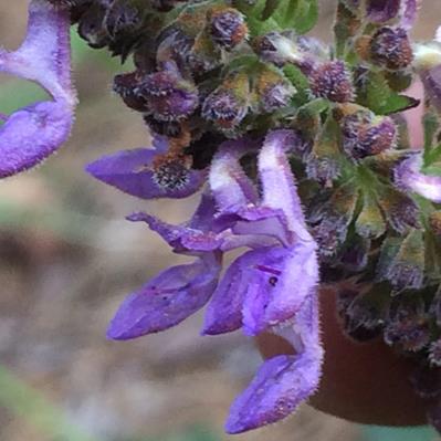 Plectranthus Spicatus (Coleus Subspicatus) - Spike Spurflower, Long ...