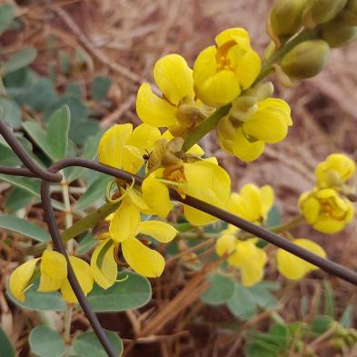 Senna Italica - Eland's Pea, Port Royal Senna, Italian Senna, Senegal ...