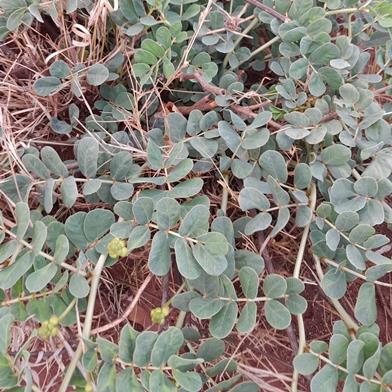 Senna Italica - Eland's Pea, Port Royal Senna, Italian Senna, Senegal ...
