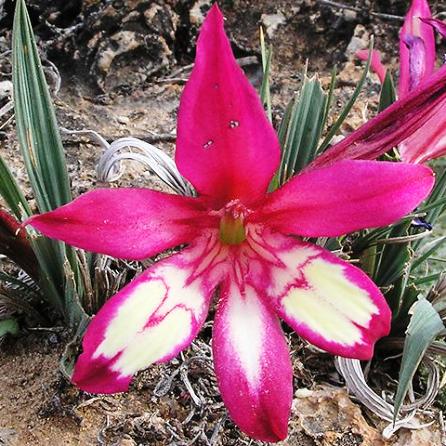 Babiana Carminea - Red Bobbejaantjie - 5 Seed Pack | Online Seed Store