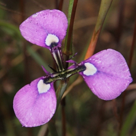 Moraea Debilis - 5 Seed Pack | Online Seed Store