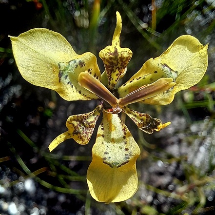 Moraea Deltoidei - 5 Seed Pack | Online Seed Store