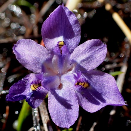 Moraea Nubigena - 5 Seed Pack | Online Seed Store