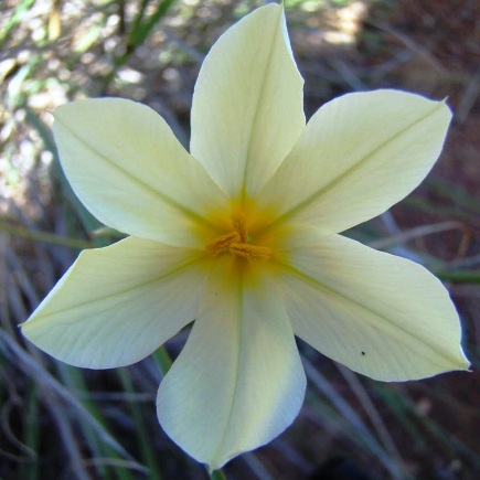 Moraea Radians (Homeria Radians) - 5 Seed Pack | Online Seed Store