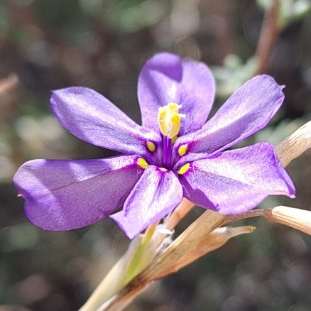 Moraea Verecunda - 5 Seed Pack | Online Seed Store