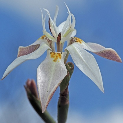 Moraea Viscaria (Iris Viscaria) - Trailing Tulip; Taai-uintjie - 5 Seed ...