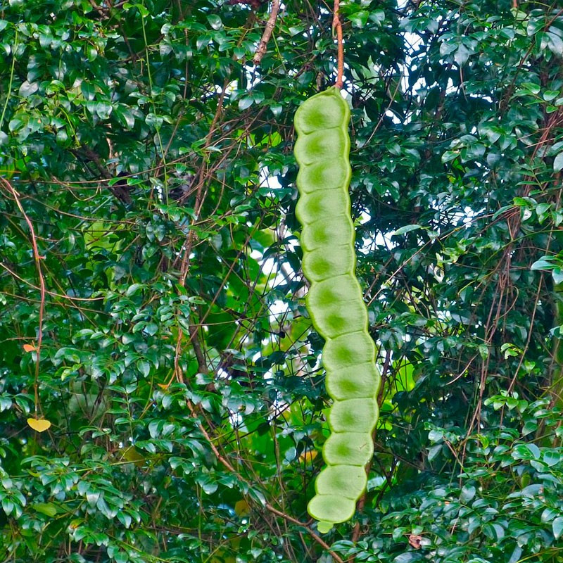 Entada Rheedii - African Dream Herb; Reuseseeboontjie - 1 Seed | Online ...